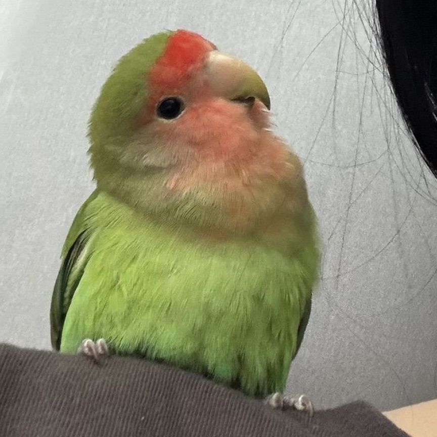 Попугай неразлучник ручной с клеткой