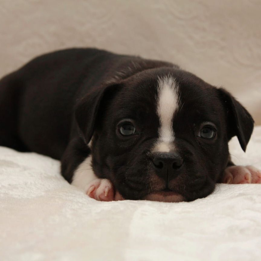 Черная амбулли покет