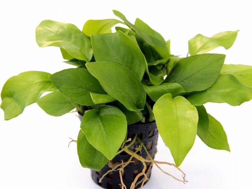 Анубиас нана золотой (голден)