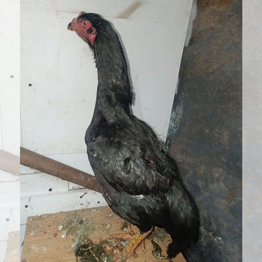 Бойцовые куры о шамо