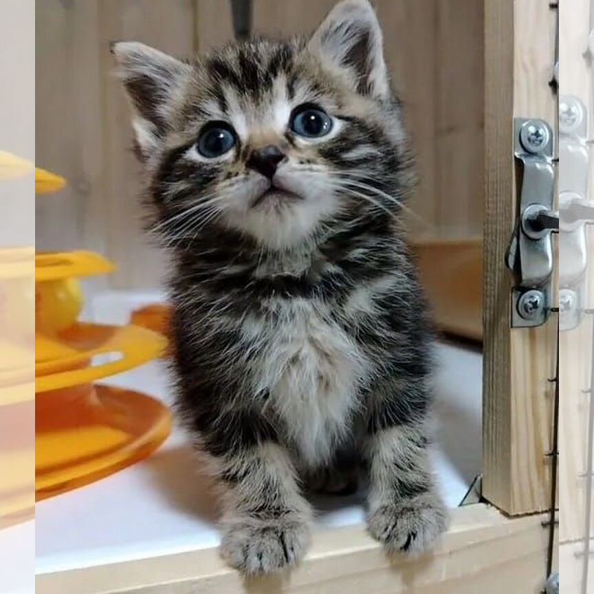 Котёнок мальчик 1.5 месяца