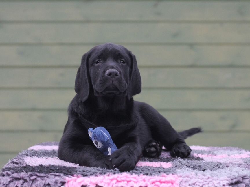 Теорема-отличный щенок лабрадора 2.5 мес