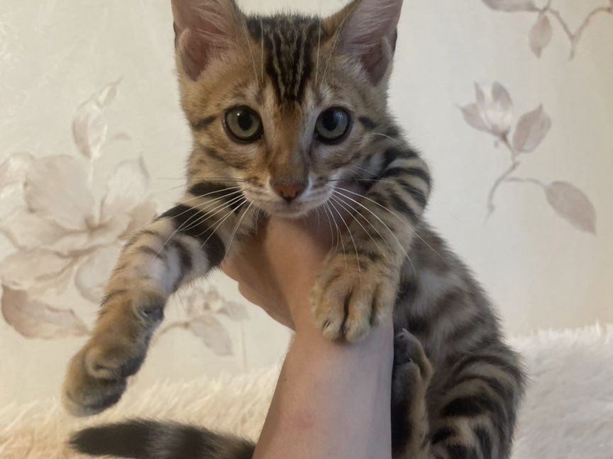 Бенгальские котята москва