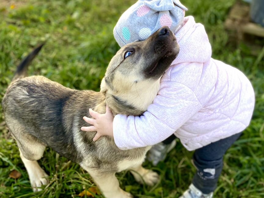 Щенки в дар