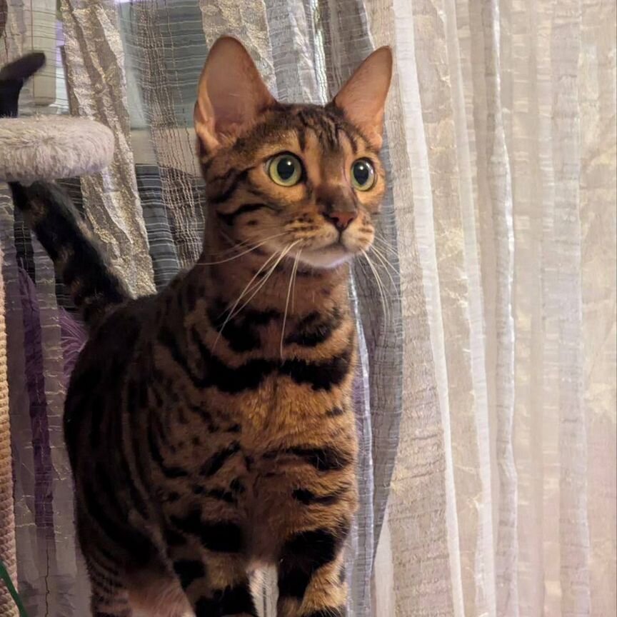 Подарю Бенгальскую кошку