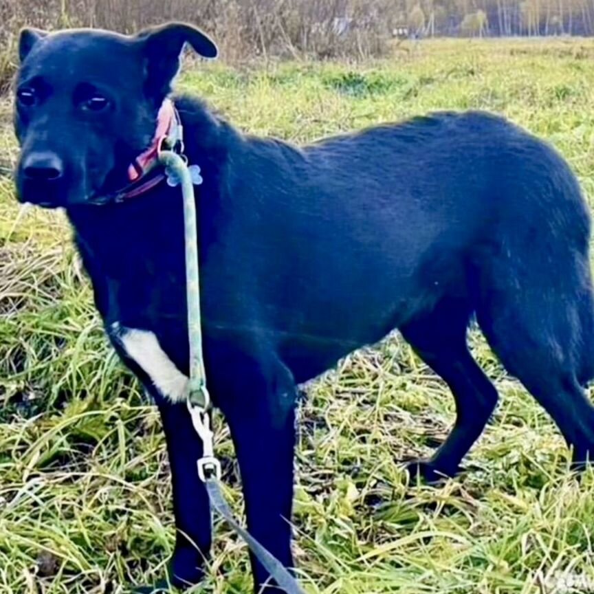 Собака в добрые руки девочка