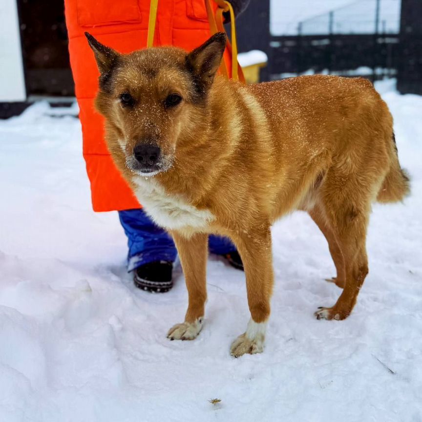 Взрослый пёс в добрые руки