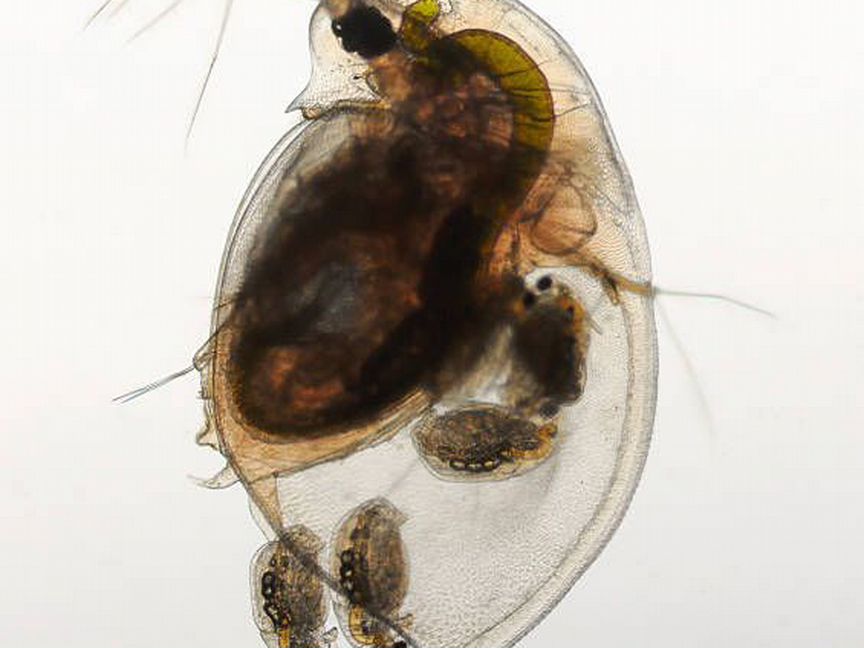 Дафния живая