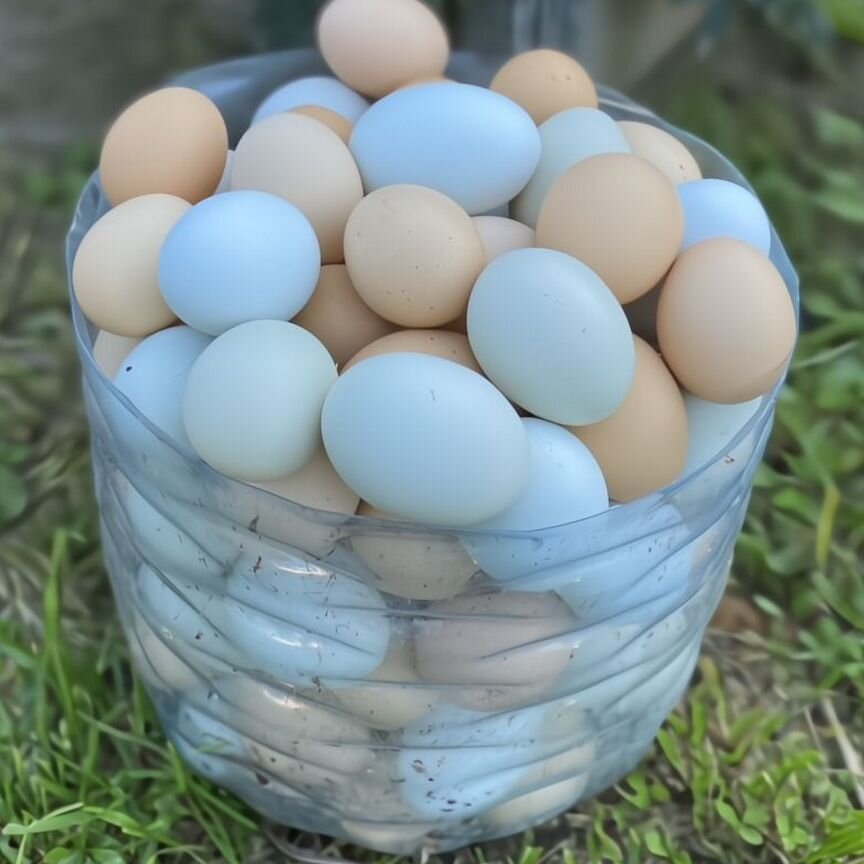 Домашние куриные яйца Москва или Икша