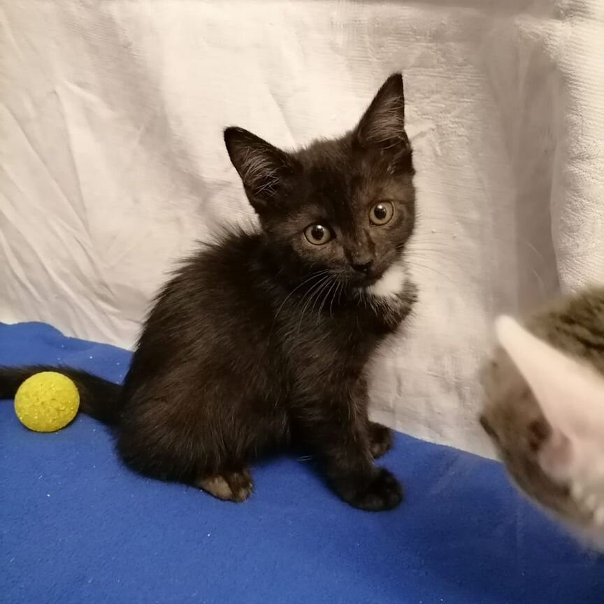 Котёнок чёрный афина, ищет дом