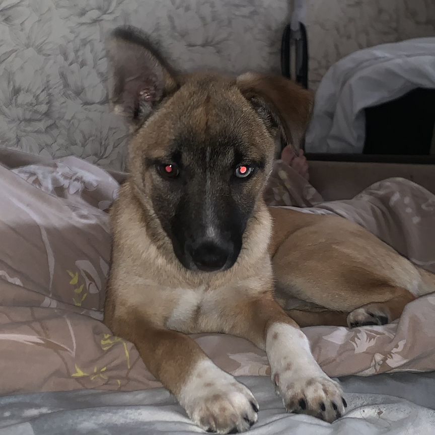 Бельгийская овчарка, щенок