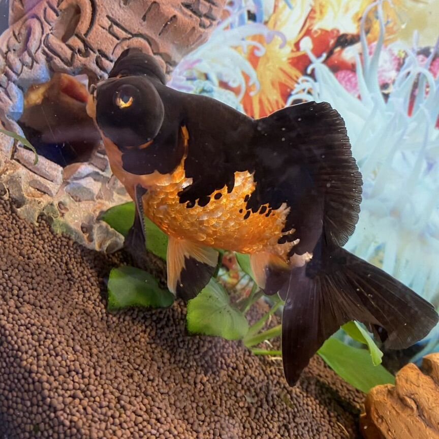 Рыбка черный телескоп 13см