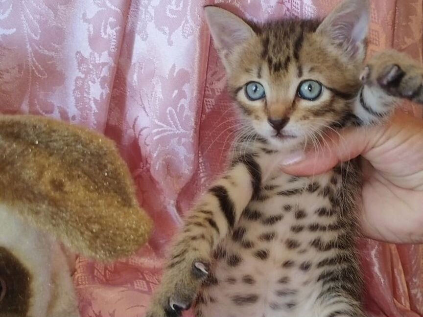 Котенок девочка