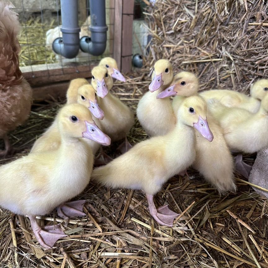 Семья индоуток, в одни руки