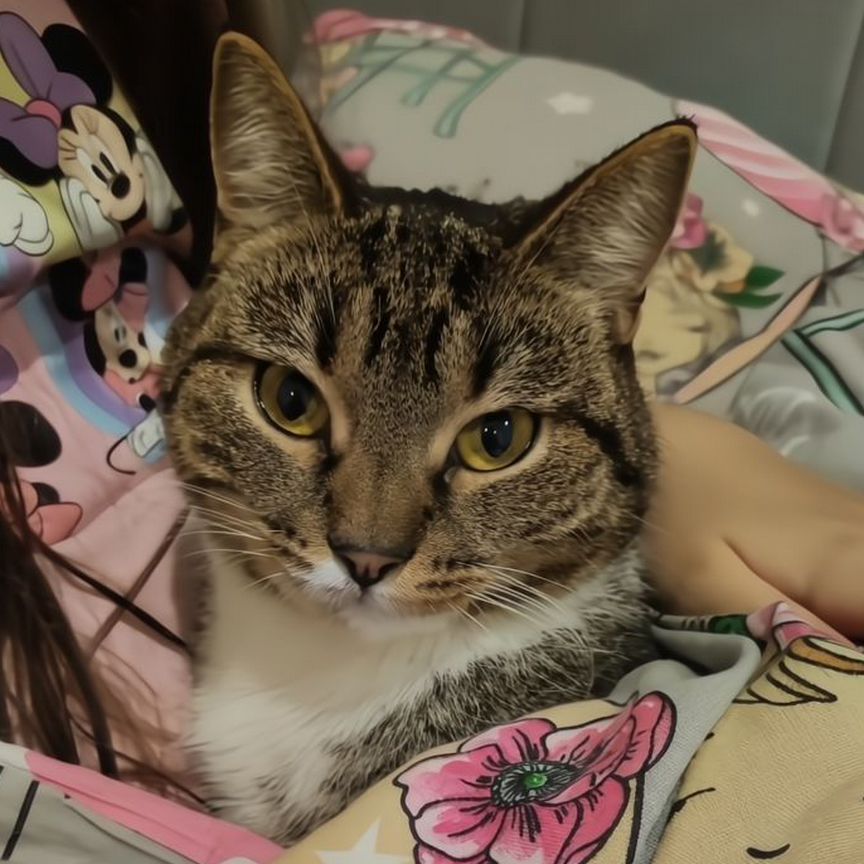 Взрослая, кошка в добрые руки