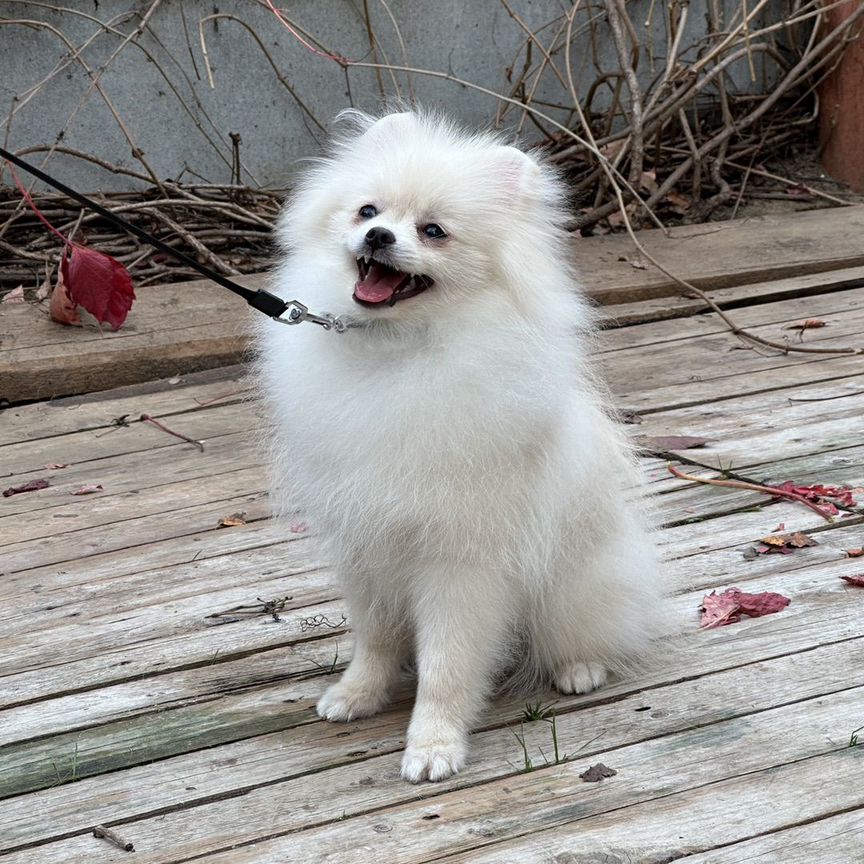 Померанский шпиц