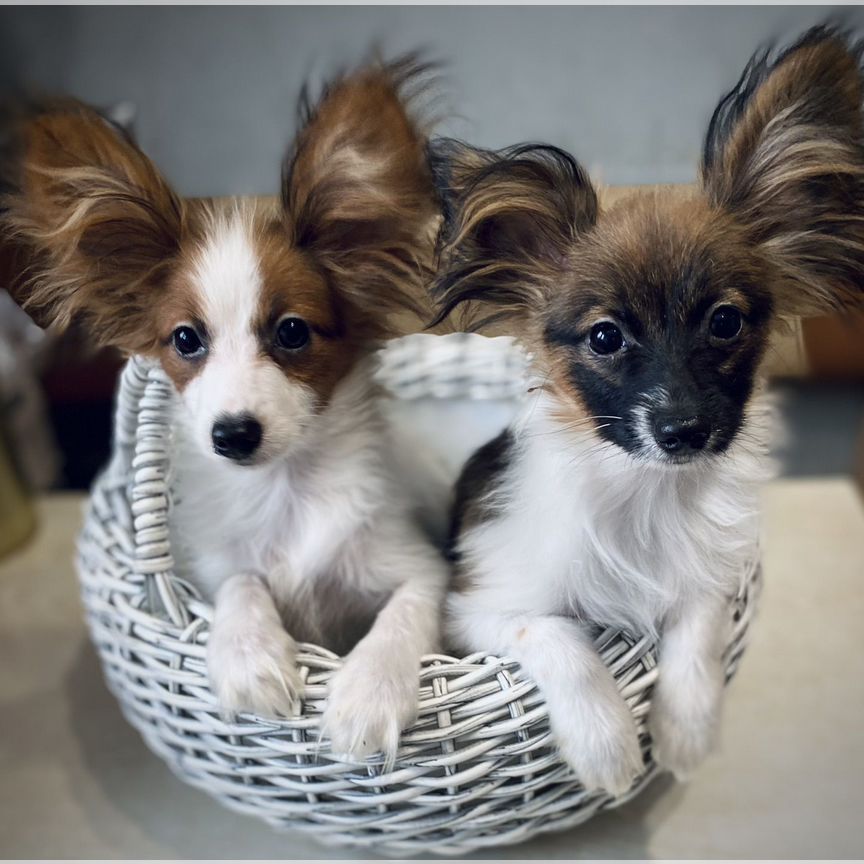 Континентальный той-спаниель папильон, щенок