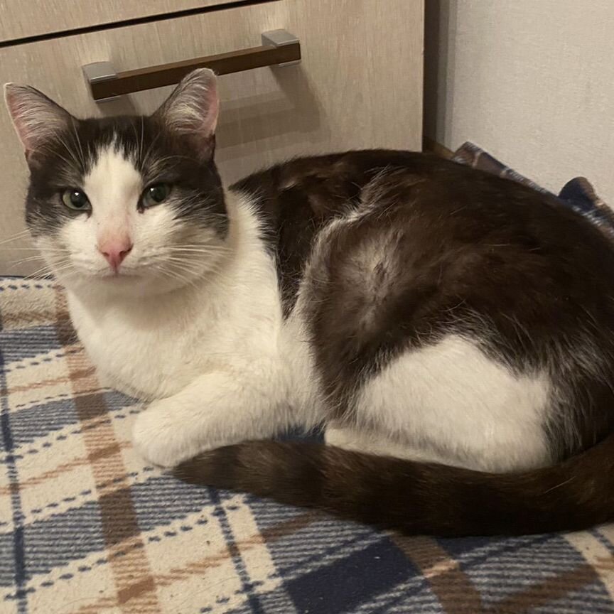 Взрослый кот в добрые руки