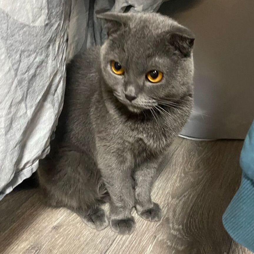 Шотландская вислоухая длинношёрстная, взрослая кошка