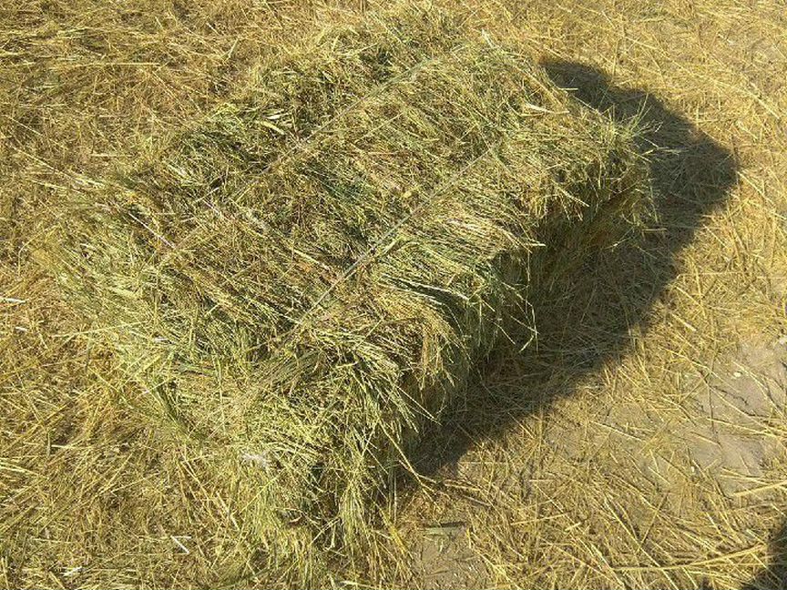 Продам сено тюкованное