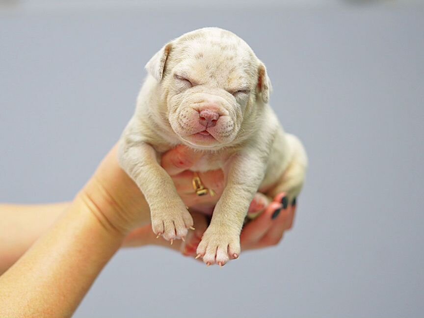 Американский Булли щенок девочка мерль от папы XXL