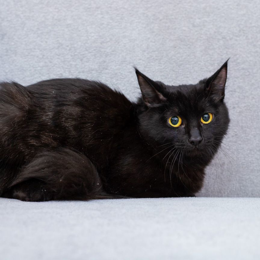 Спокойная добрая девочка, кото-подросток