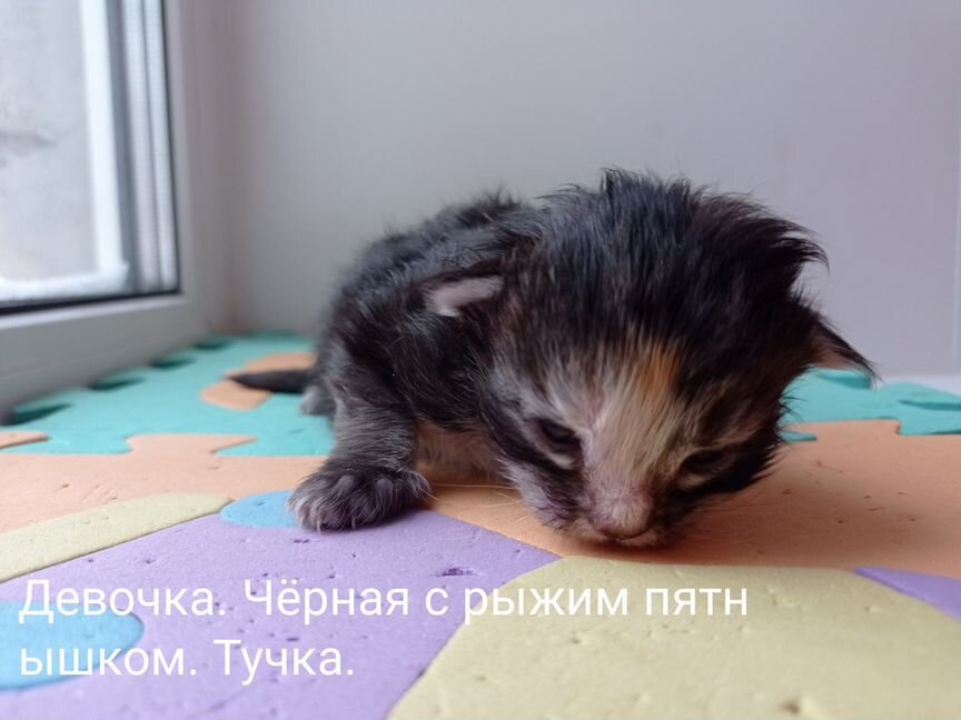 Котята мейн-кун