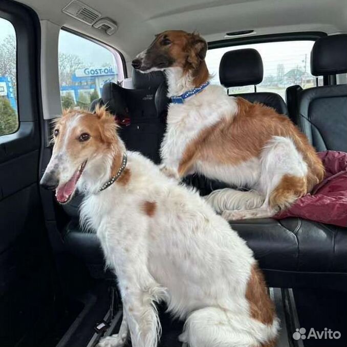 Собака русская борзая