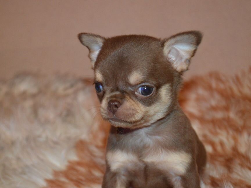 Шик, блеск, красота