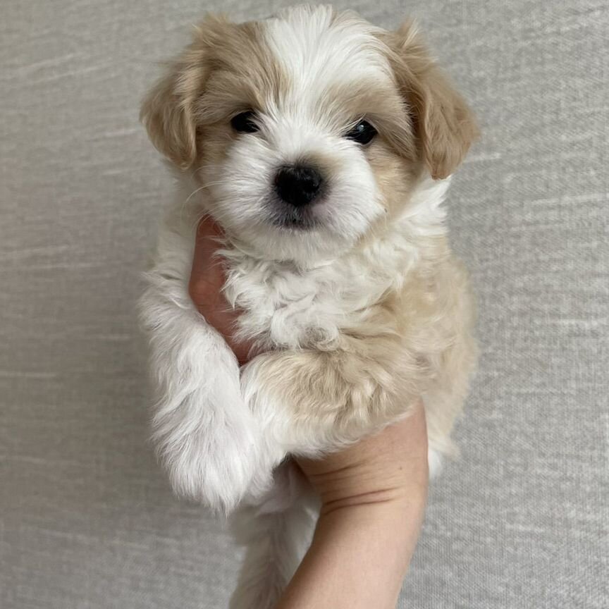 Мальтипу, щенок