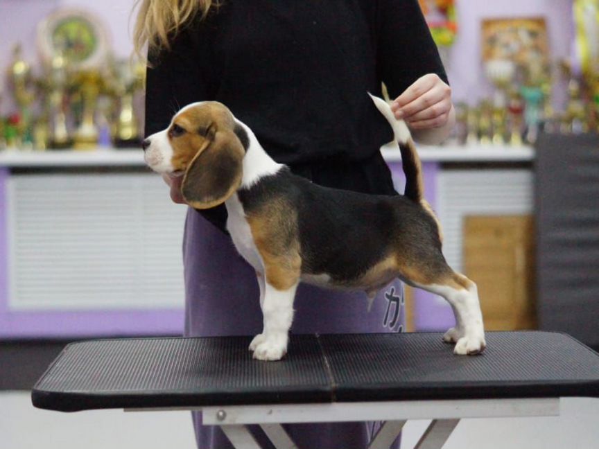 Щенки бигль