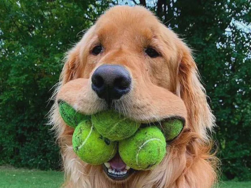 Мячики для собак