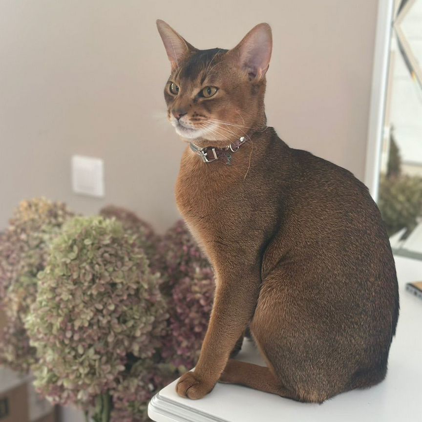 Продается кот