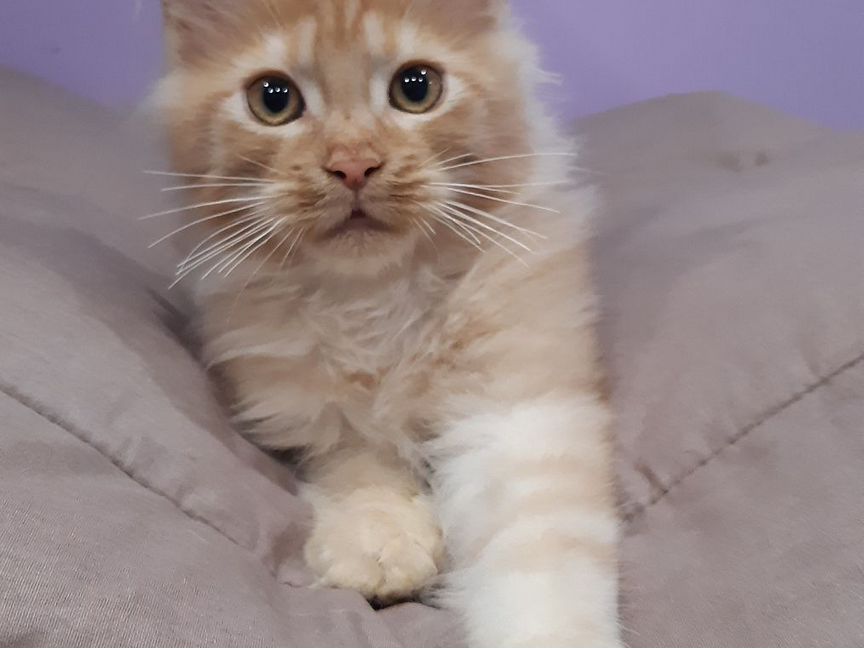 Мейн-кун малыш ищет семью