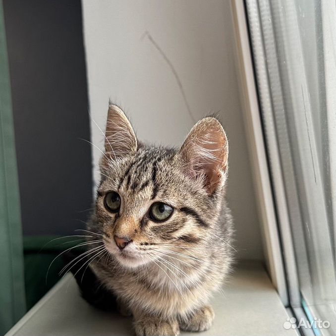 Котенок Зои