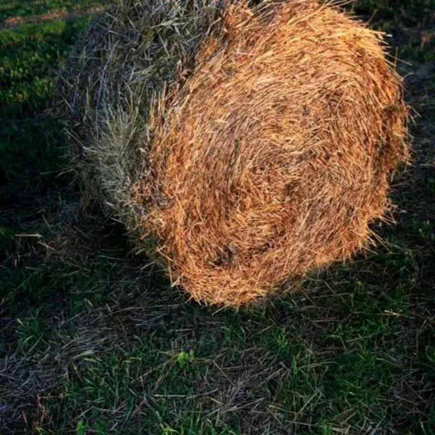 Продам сено в рулонах