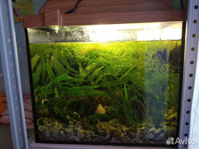 Аквариум