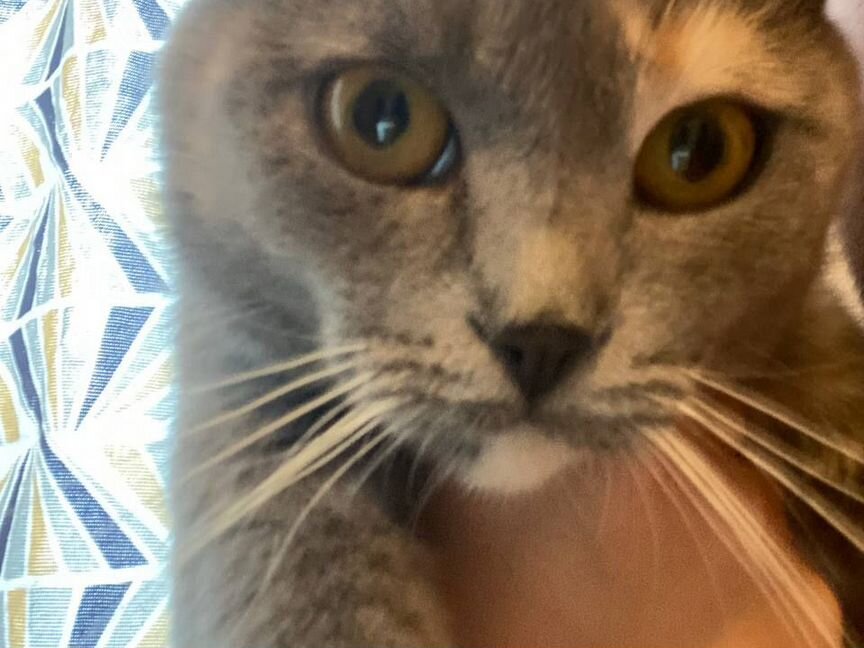 Кошка в добрый руки