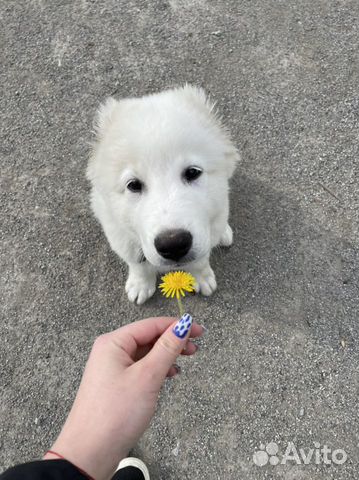 Алабай щенок