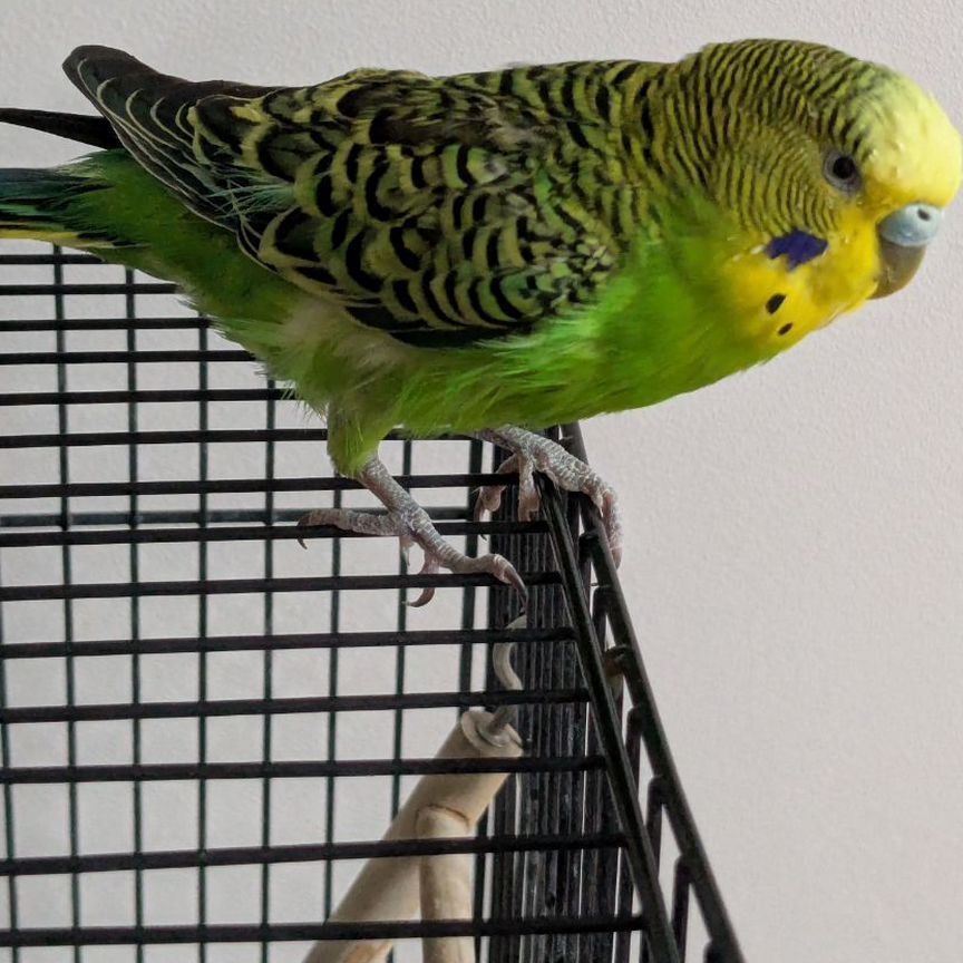 Волнистый попугай самец взрослый