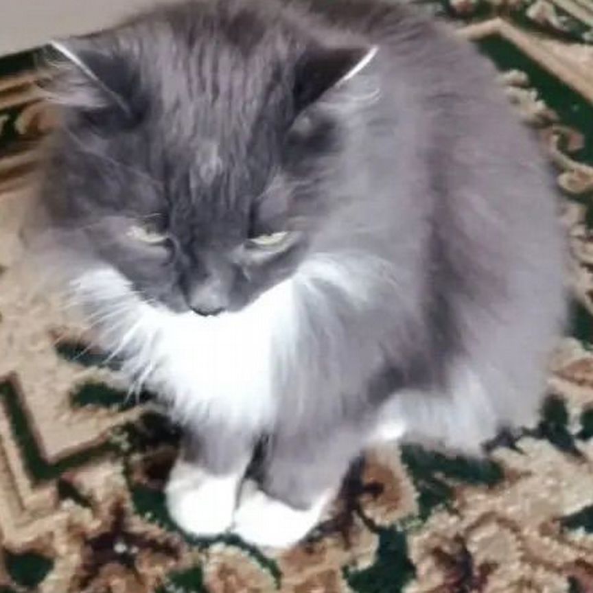 Русский голубой котёнок