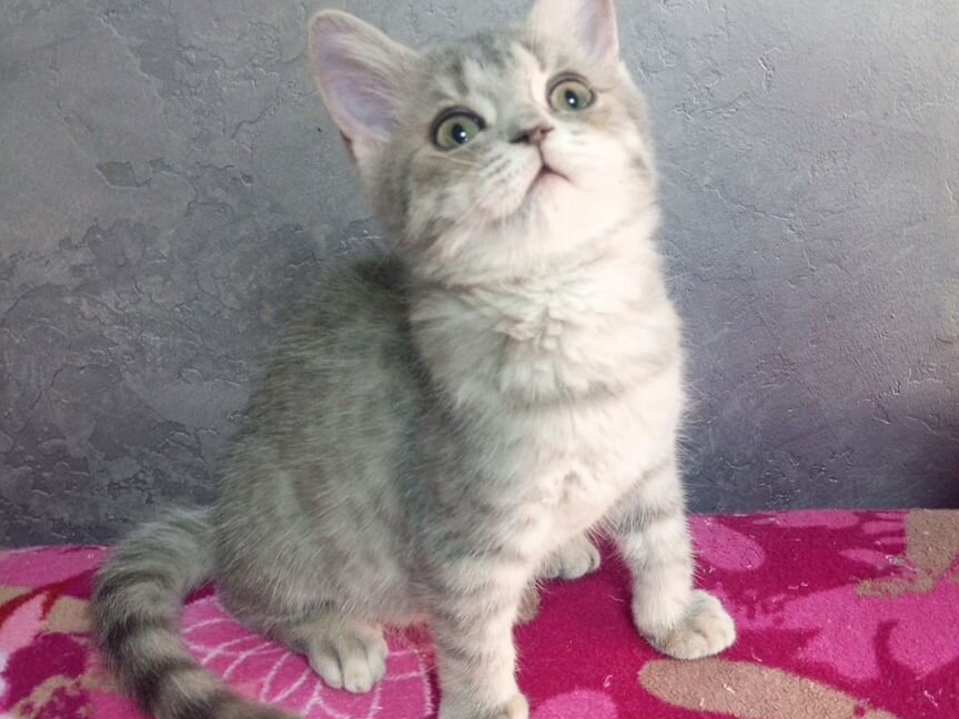 Британские мальчишки