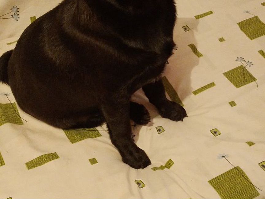 Мопс