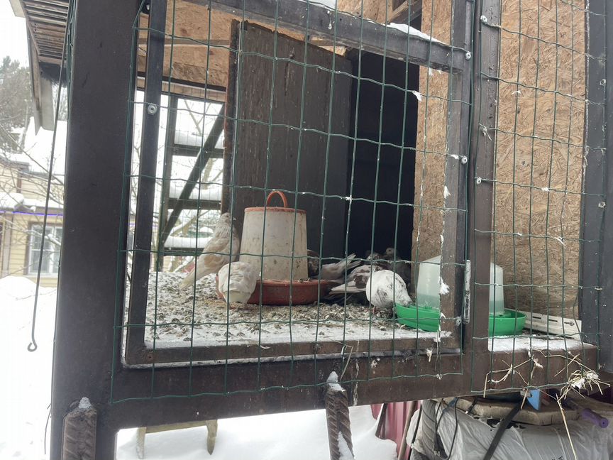 Продажа голубей