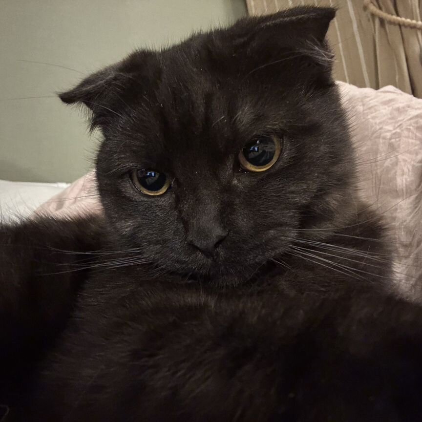 Шотландский вислоухий короткошёрстный котёнок