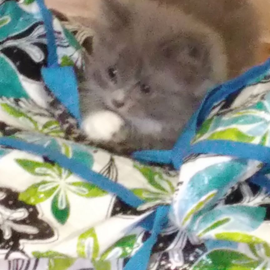 Котята