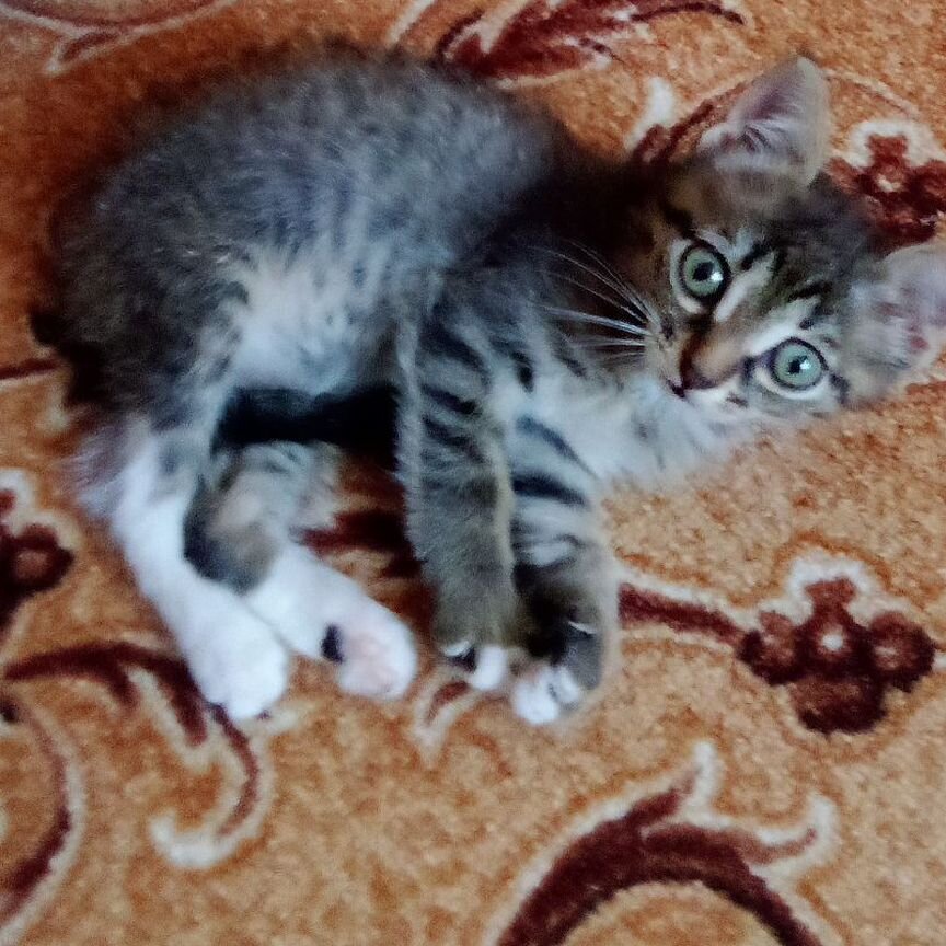 Котёнок в добрые руки