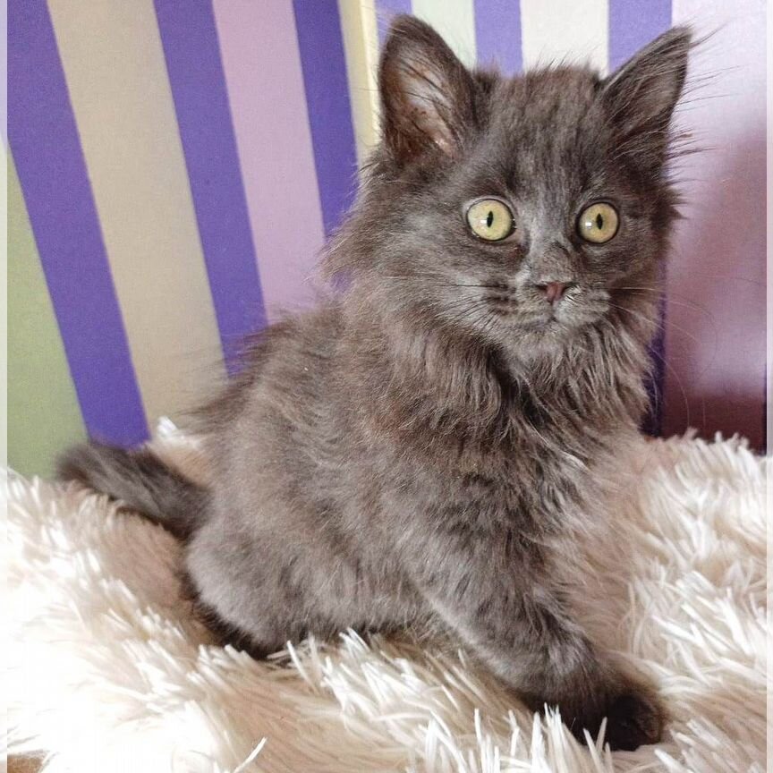 Котята ищут дом