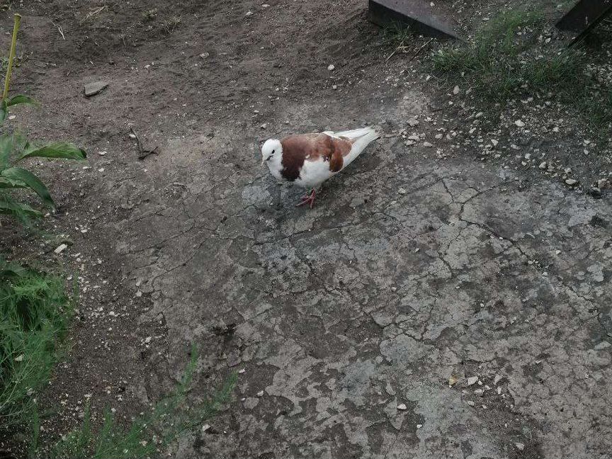 Найден голубь окольцованный, коллекционный