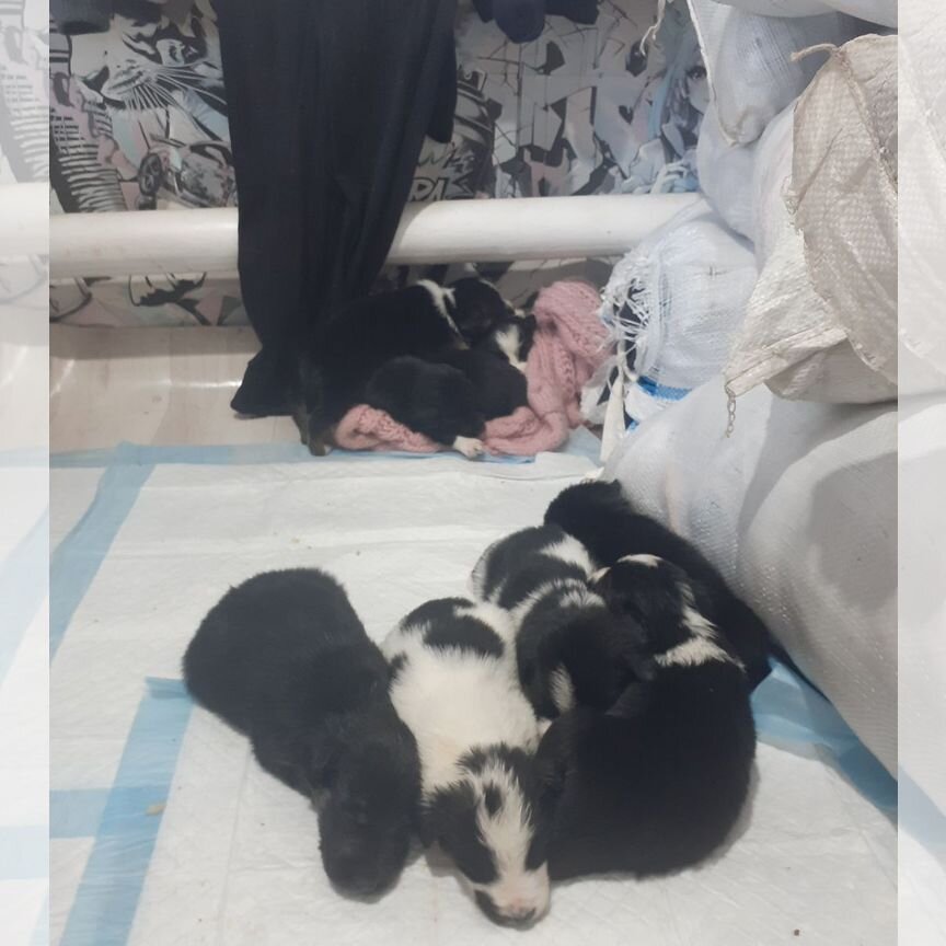 Щенок в добрые руки